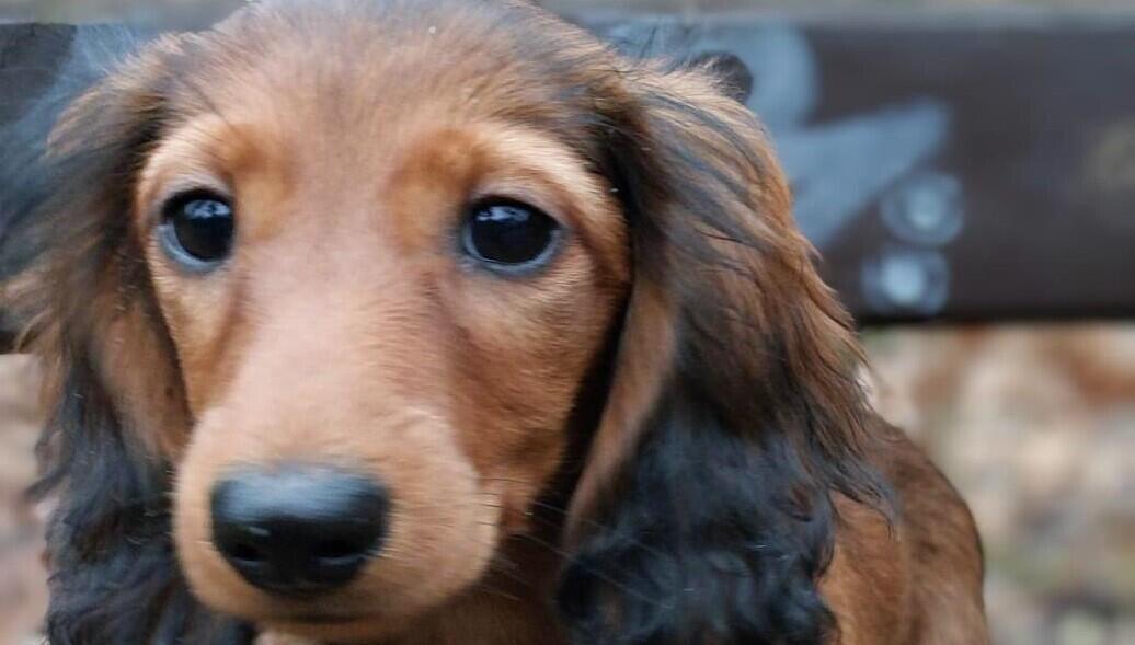 Policie hledá čtyřměsíční fenku králičího jezevčíka jménem Alex. Někdo ...