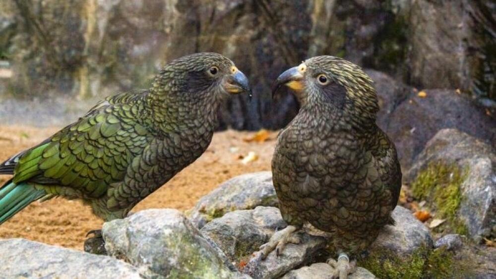 Liberecká zoo zahájila výstavbu nové expozice pro papoušky nestory kea ...